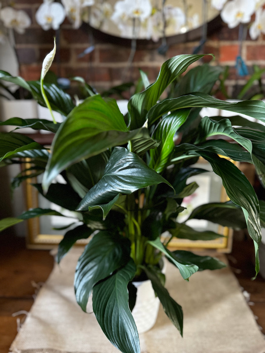 EXTRA LARGE PEACE LILY POT – Buds & Branches